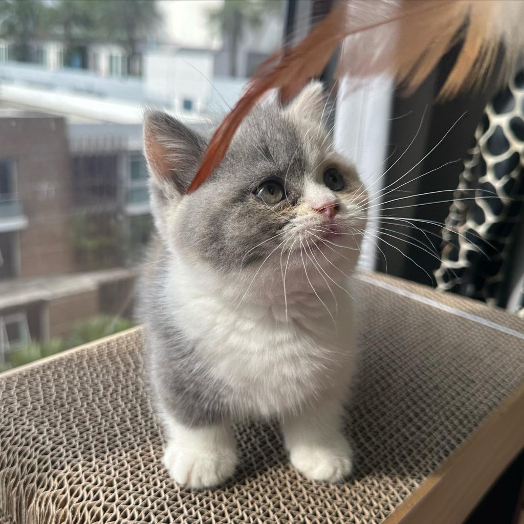 Jerry's Munchkin Home – Munchkin cats for sale