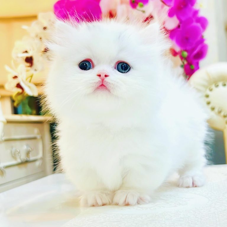 Jerry's Munchkin Home – Munchkin cats for sale